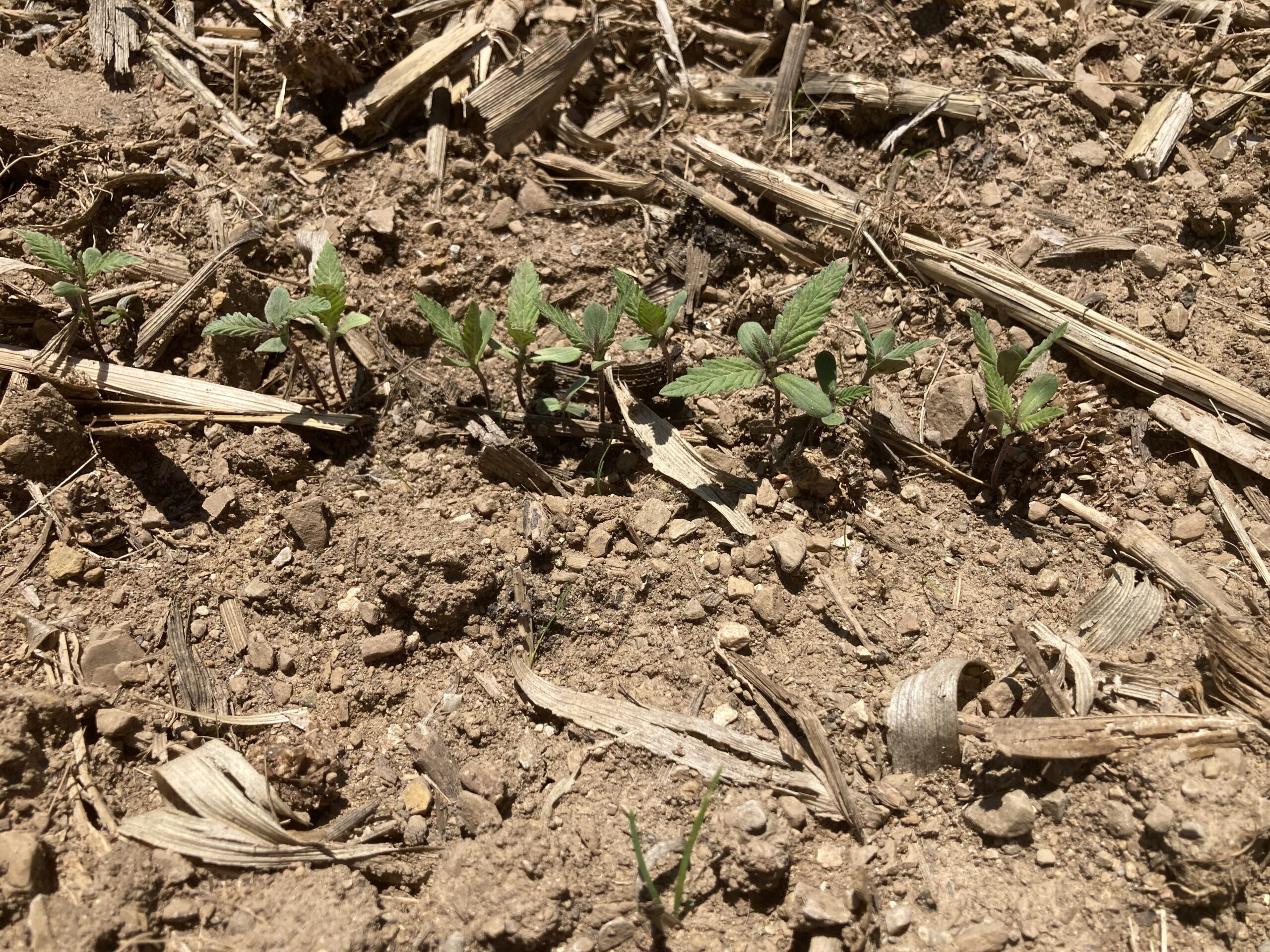Our Story - Illinois Farm Link