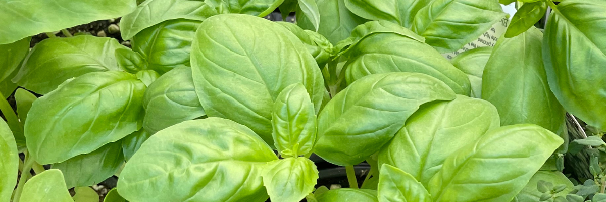 Basil - The Land Connection