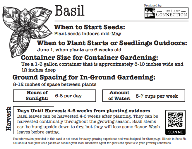 Basil - The Land Connection