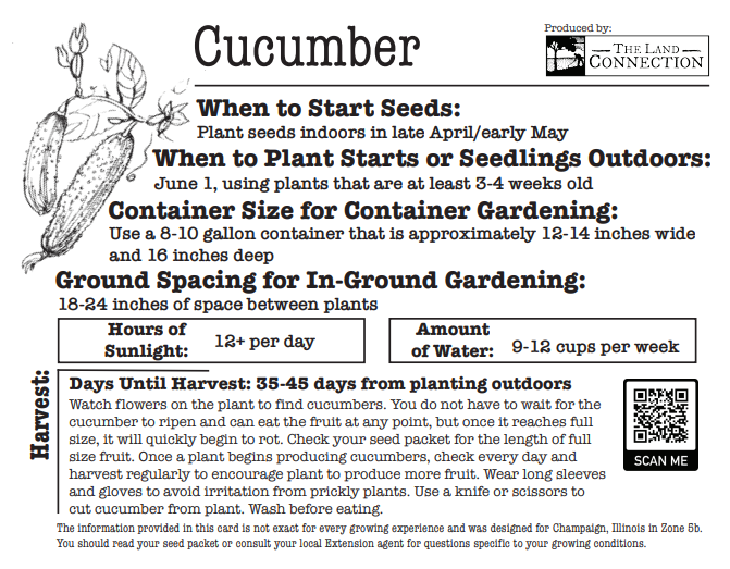 Cucumber - The Land Connection