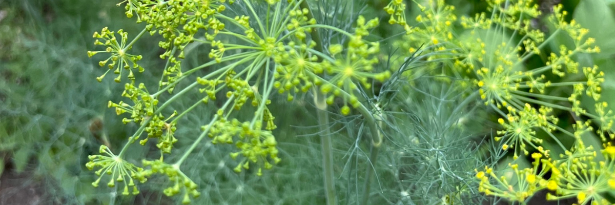 Dill - The Land Connection