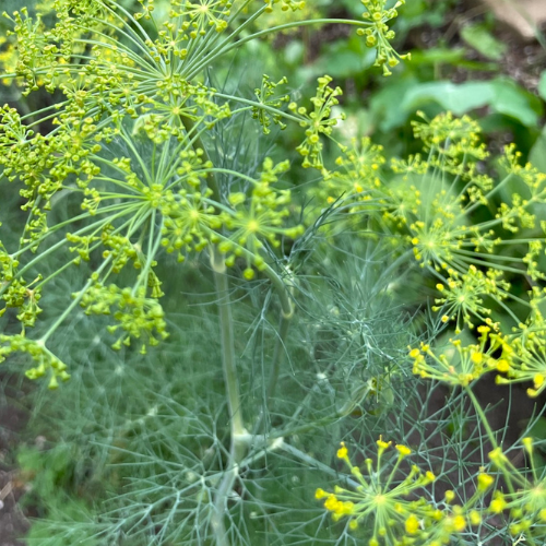 Dill - The Land Connection