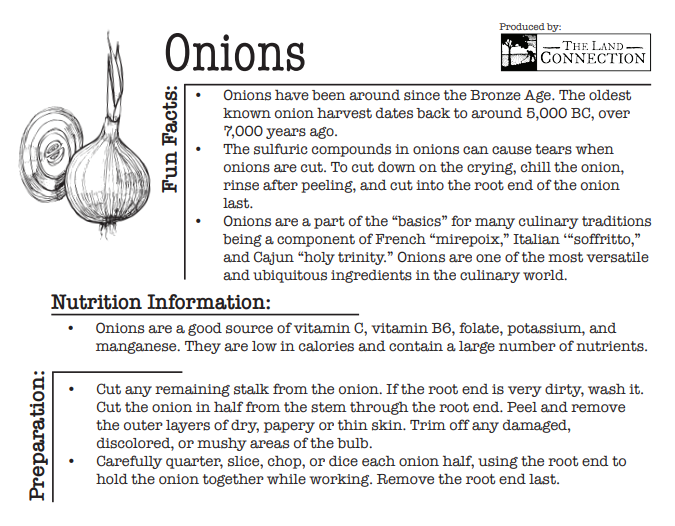 Onions - The Land Connection