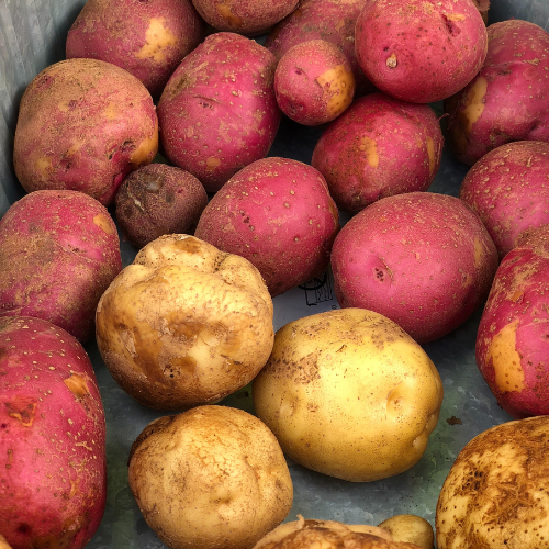 Potatoes - The Land Connection