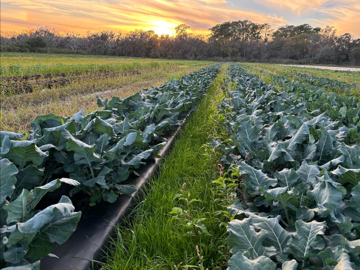 Land Matters: Zoning and Leasing - The Land Connection